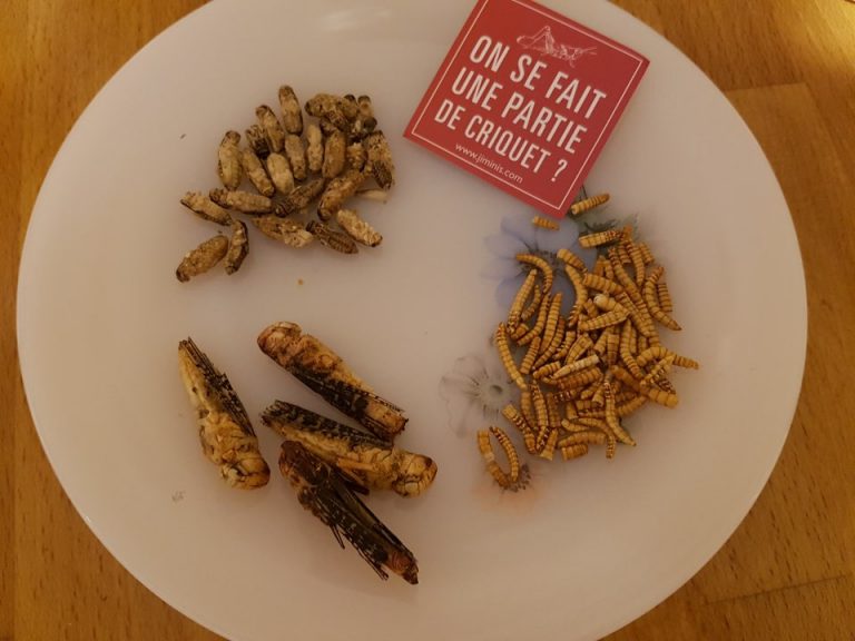 On prend un ver(re) avec Jimini's : manger des insectes - Miss Elka